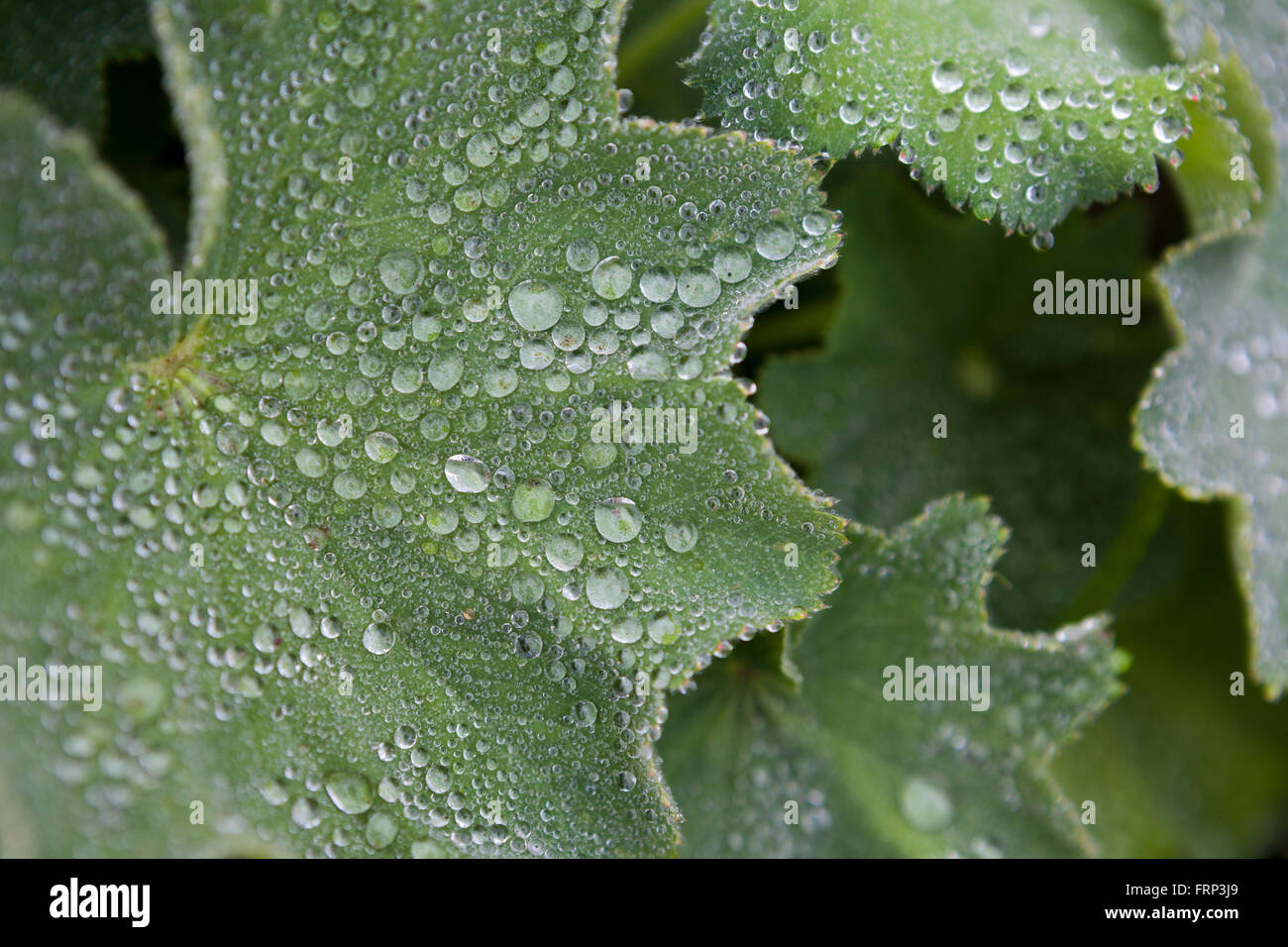 Covered leves hi-res stock photography and images - Alamy