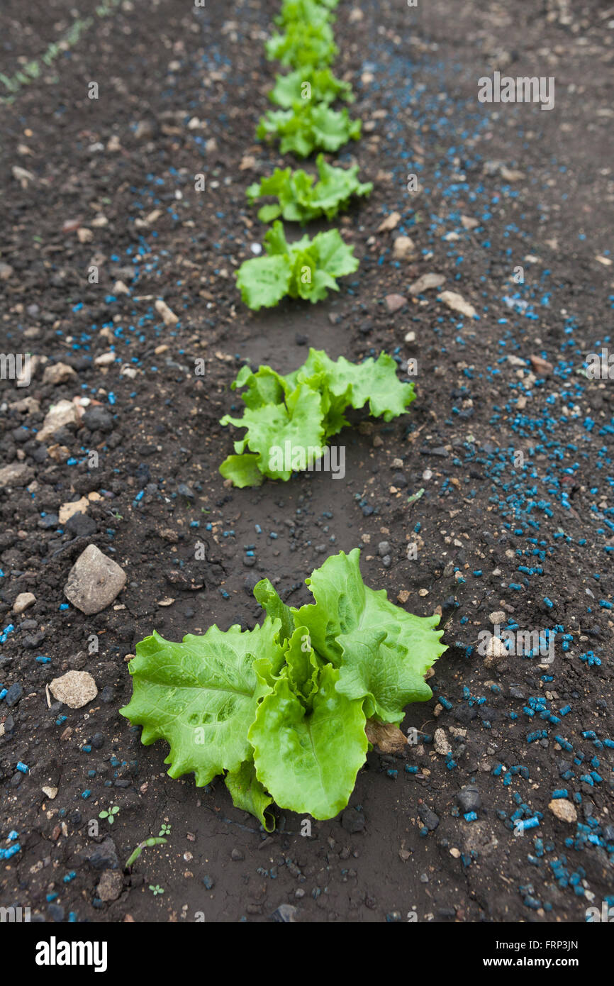 A perfect line of small lettuce plants starts to grow amongst slug ...