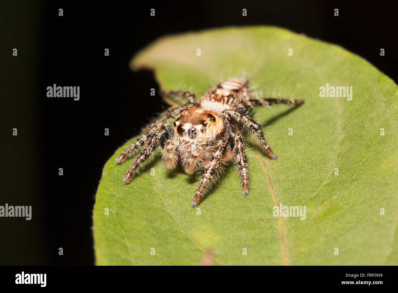 Jumping spider, Hyllus sp., Salticidae, Mumbai, Maharashtra, India ...