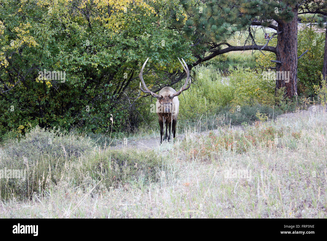 Bull elk rack hi-res stock photography and images - Alamy