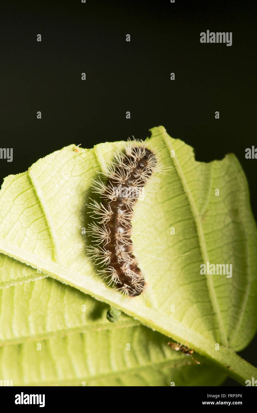 Moth caterpillar, Mumbai, Maharashtra, India Stock Photo - Alamy