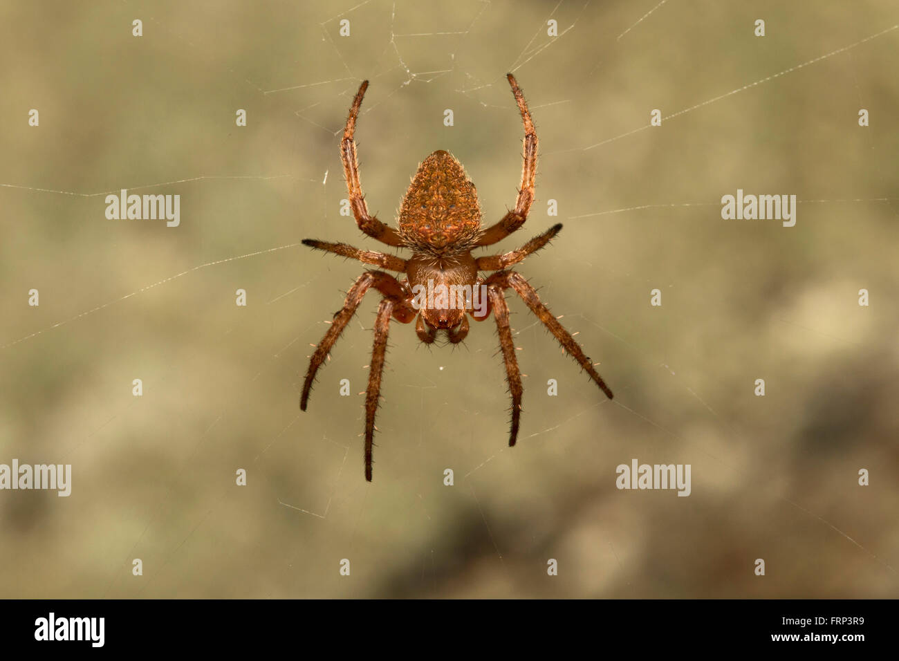 Orb web spider, Neoscona sp., Araneidae, Mumbai, Maharashtra, India ...