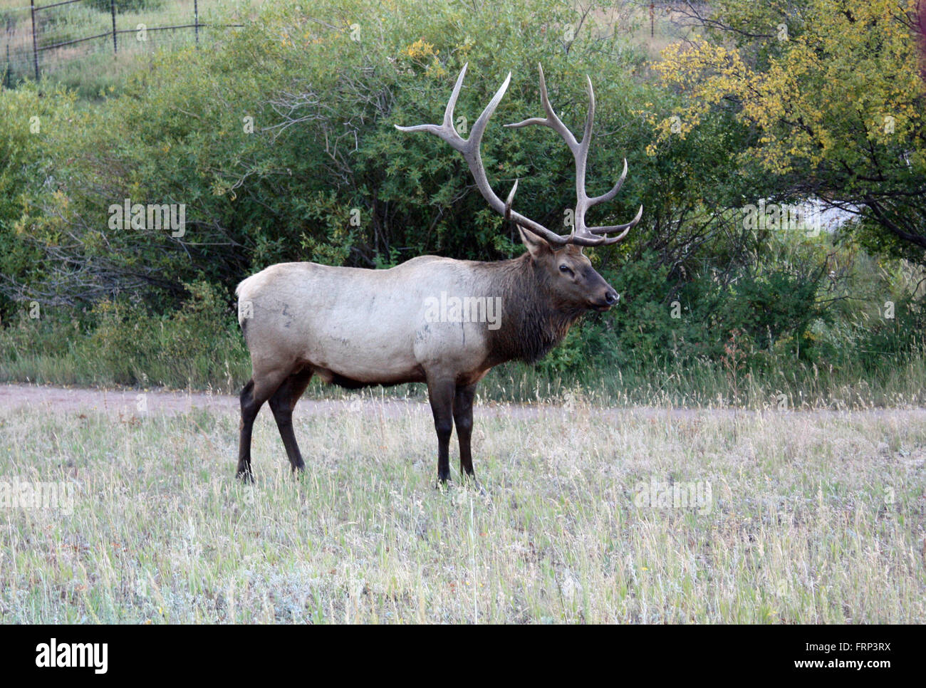Papa bull hi-res stock photography and images - Alamy