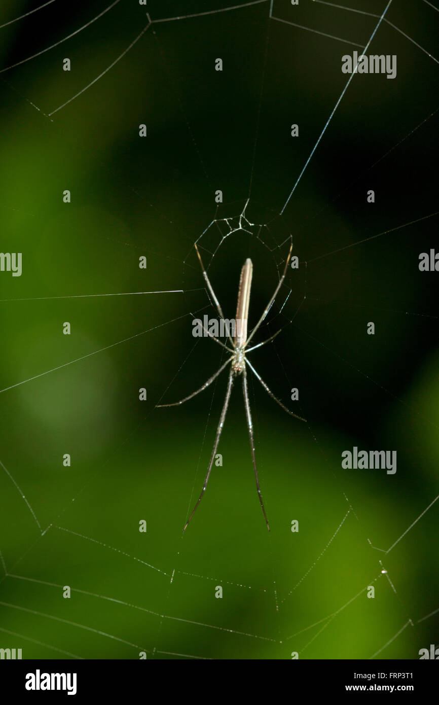 Straw spider, Tetragnatha sp., Tetragnathidae, Mumbai, Maharashtra ...