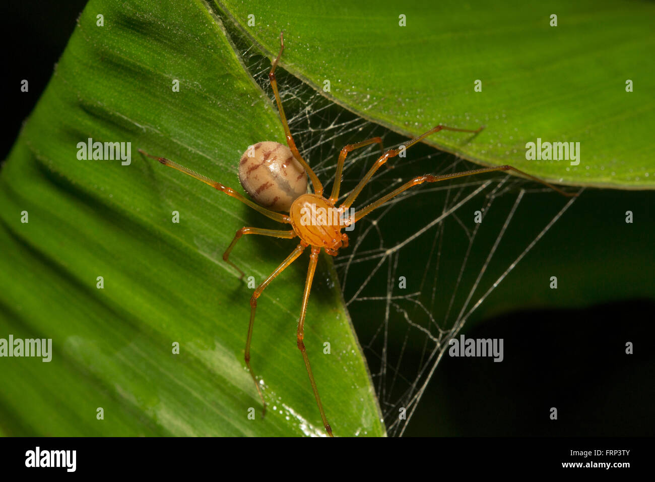 Spitting spider scytodes sp hi-res stock photography and images - Alamy