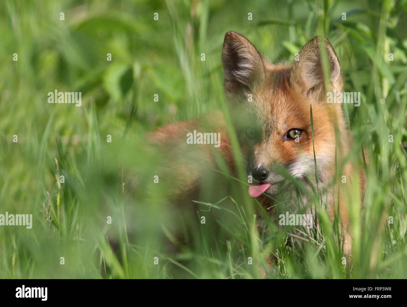 Red fox puppy in spring Stock Photo - Alamy