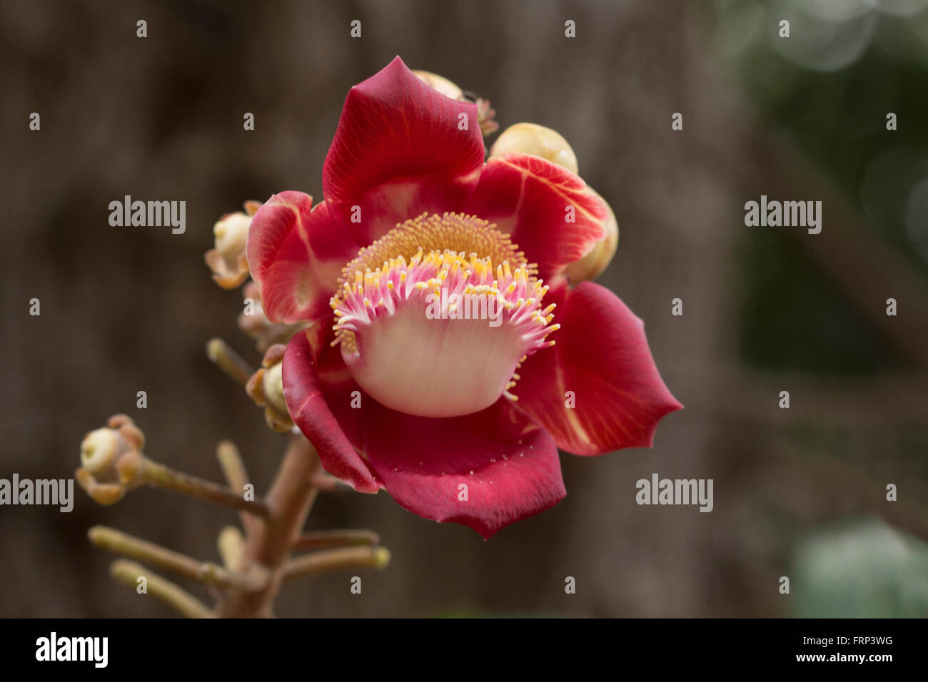 Cannonball tree shorea robusta flower hi-res stock photography and ...