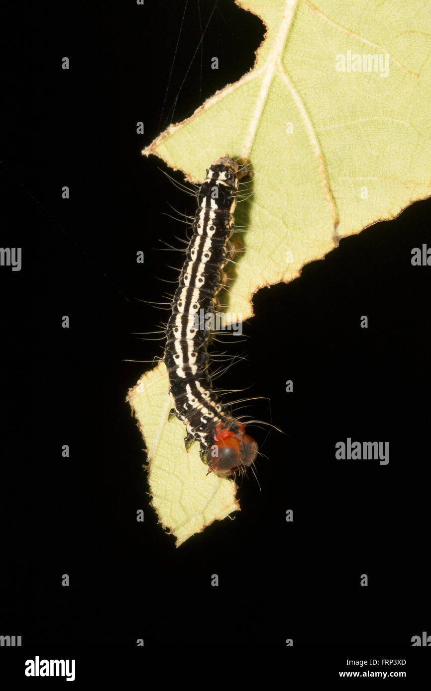 Moth caterpillar, Mumbai, Maharashtra, India Stock Photo - Alamy