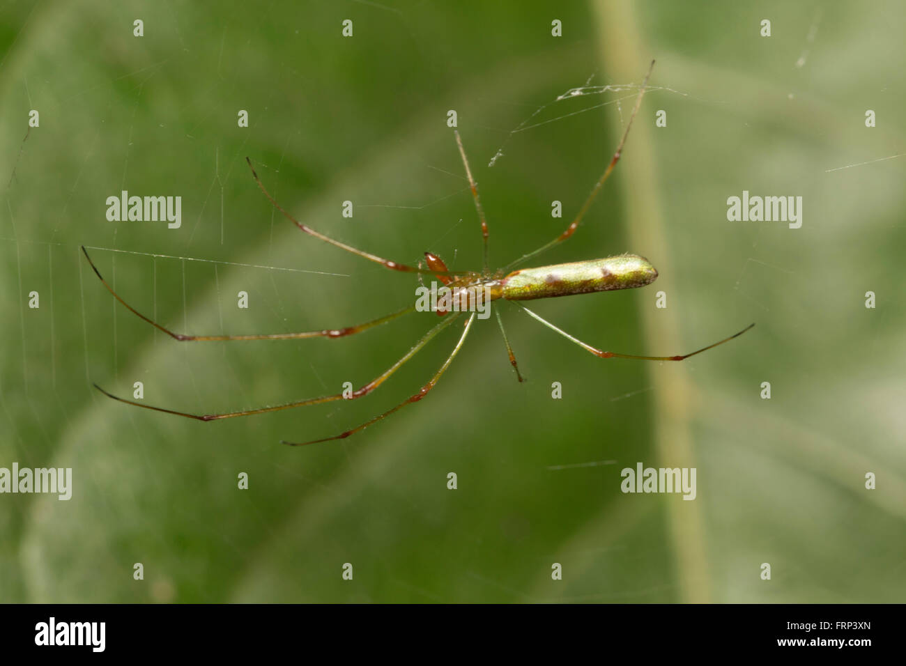 Straw spider, Tetragnatha sp., Tetragnathidae, Mumbai, Maharashtra ...