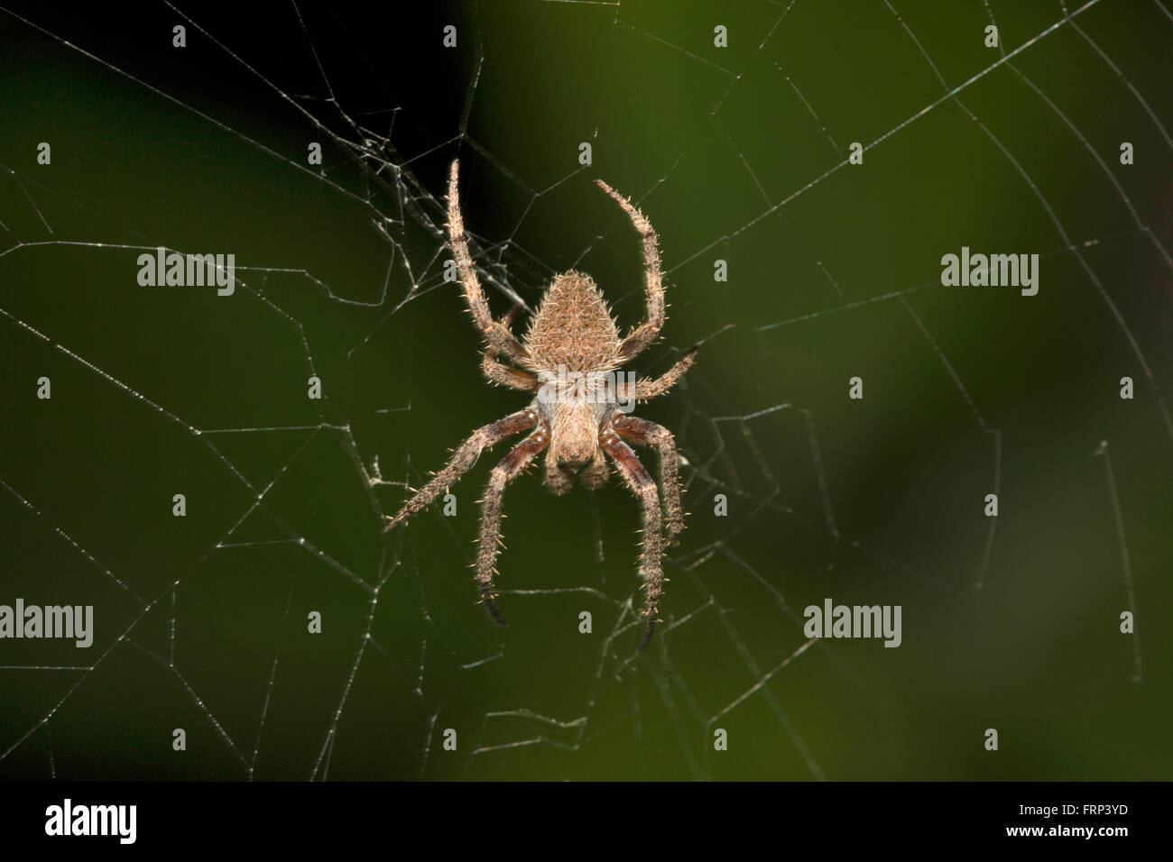 Orb web spider, Neoscona sp., Araneidae, Mumbai, Maharashtra, India ...