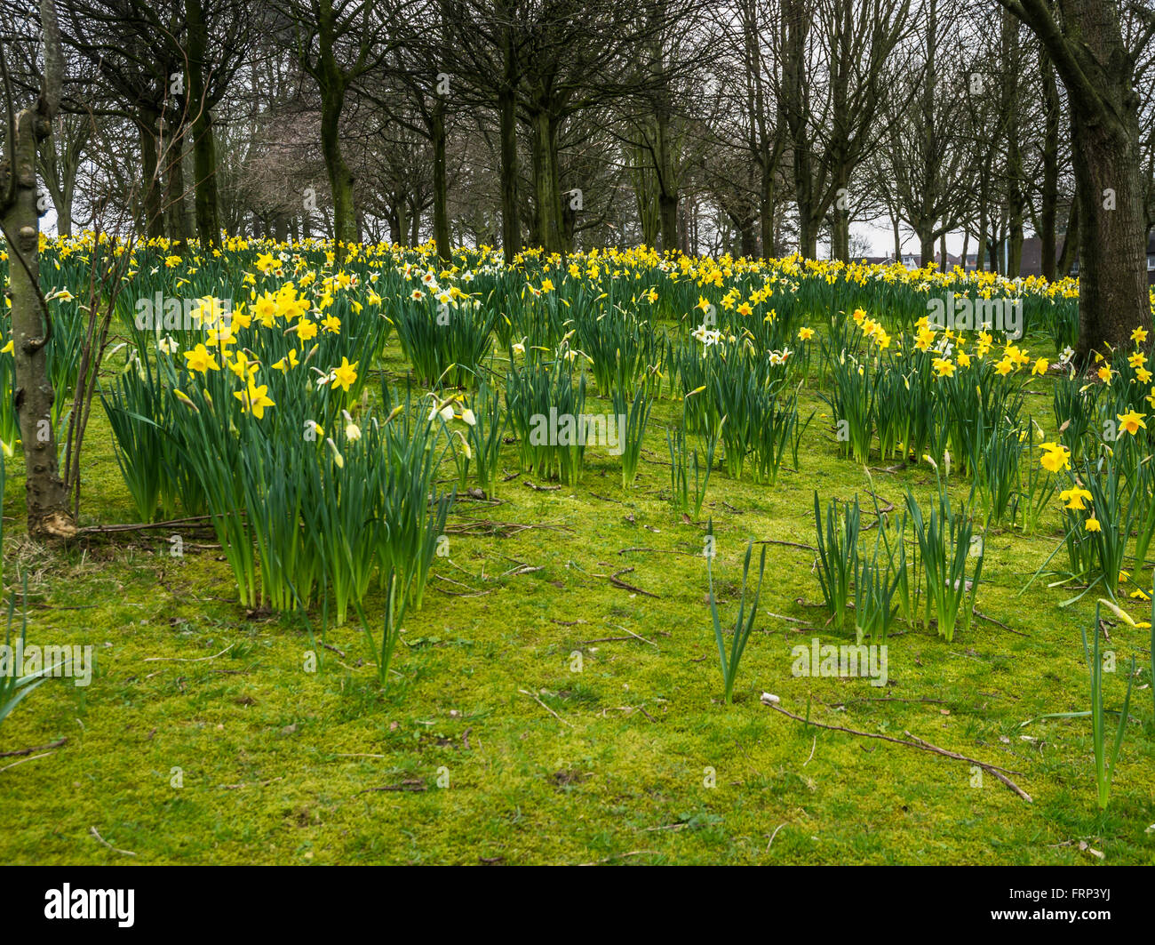 Spring flowers uk ireland hi-res stock photography and images - Alamy
