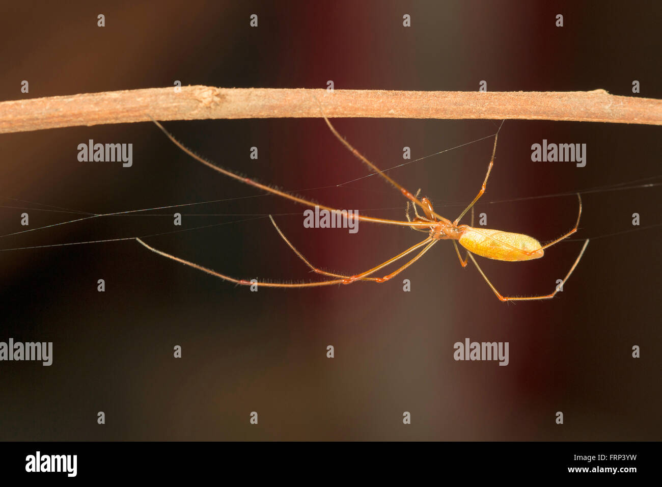 Straw spider, Tetragnatha sp., Tetragnathidae, Mumbai, Maharashtra ...