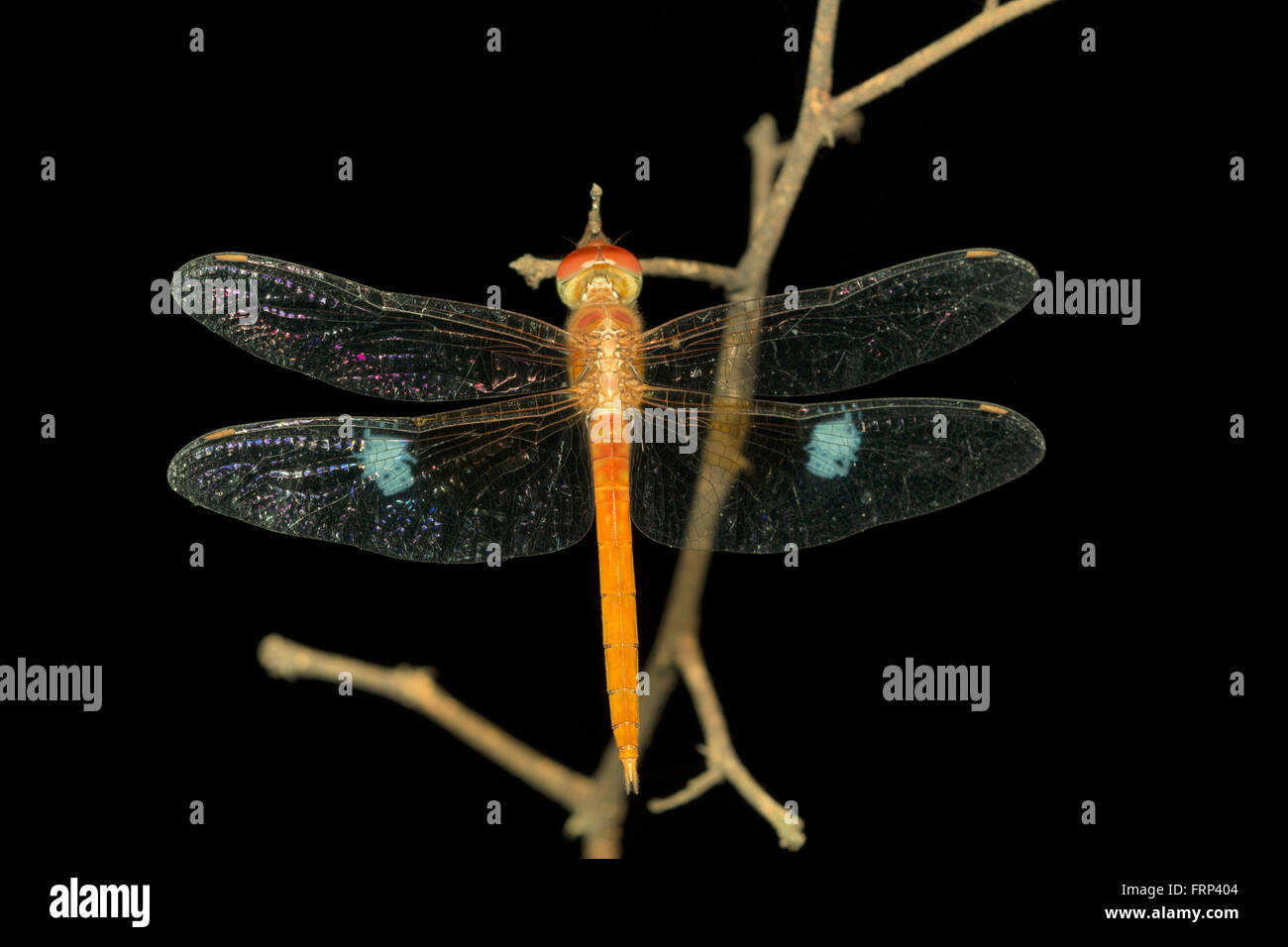 Dragonfly mumbai hi-res stock photography and images - Alamy