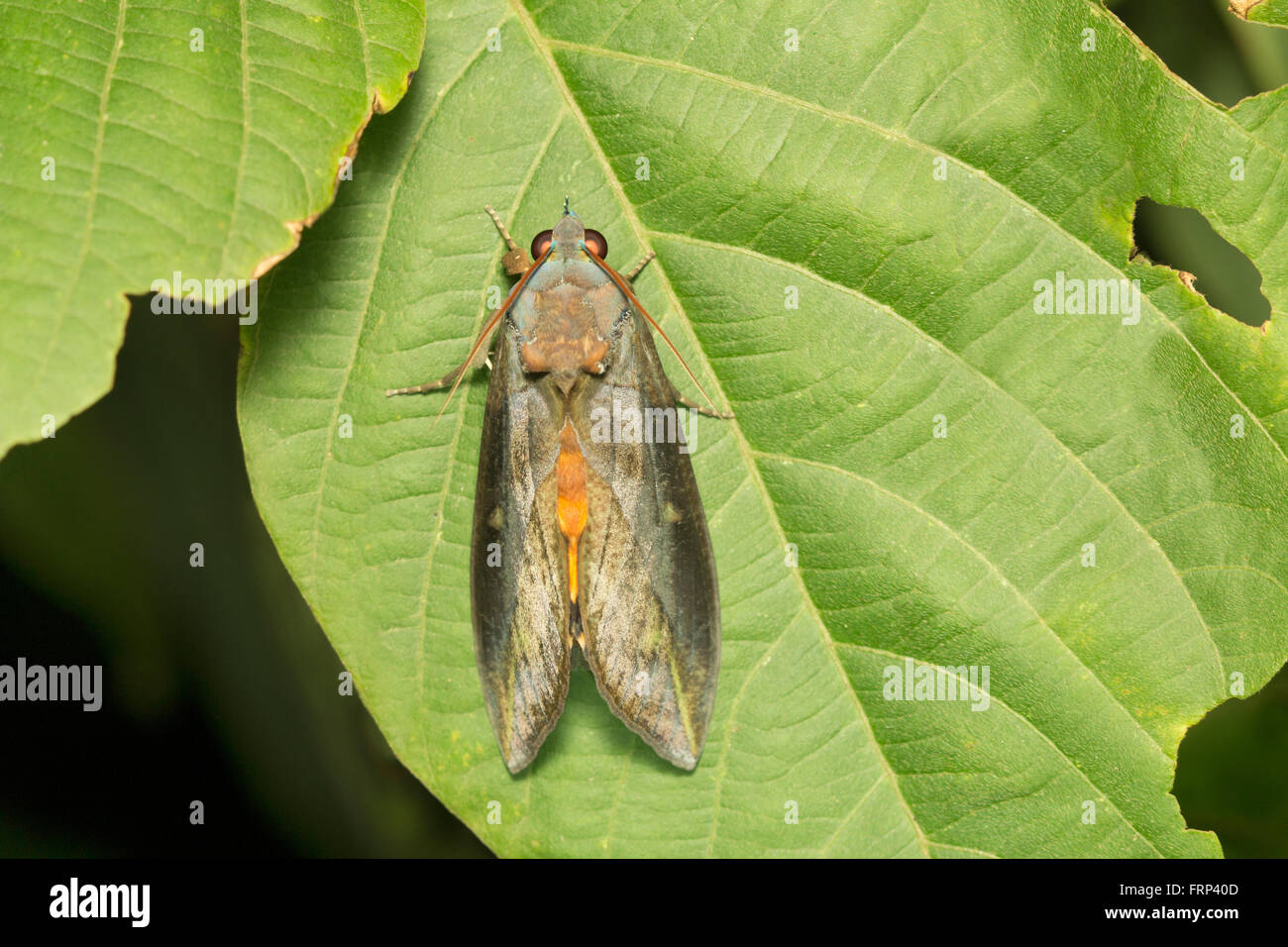 Insect of india hi-res stock photography and images - Alamy