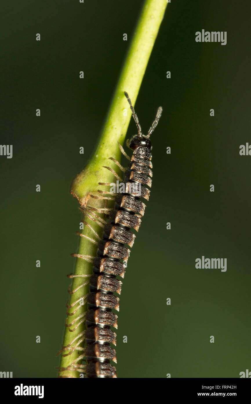 Millipedes hi-res stock photography and images - Alamy