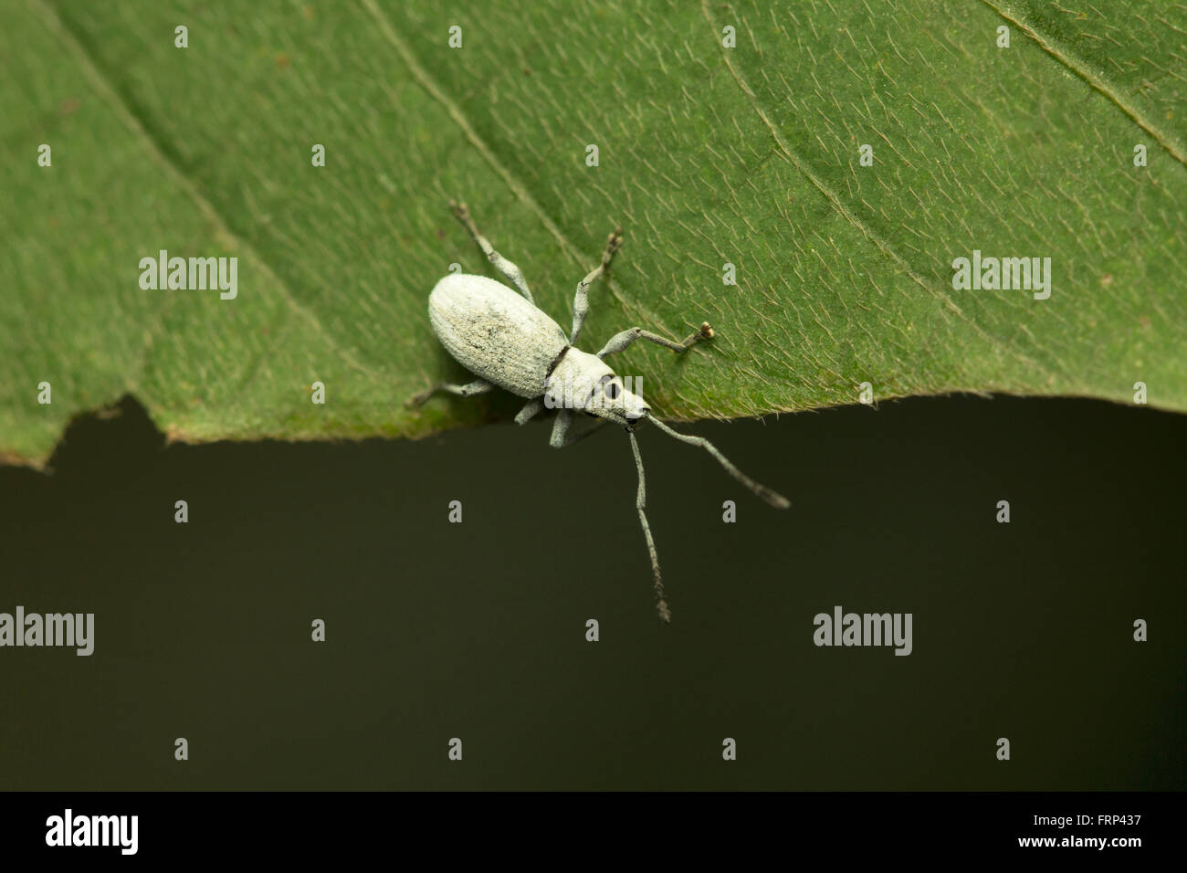 Leaf eating insects hi-res stock photography and images - Alamy