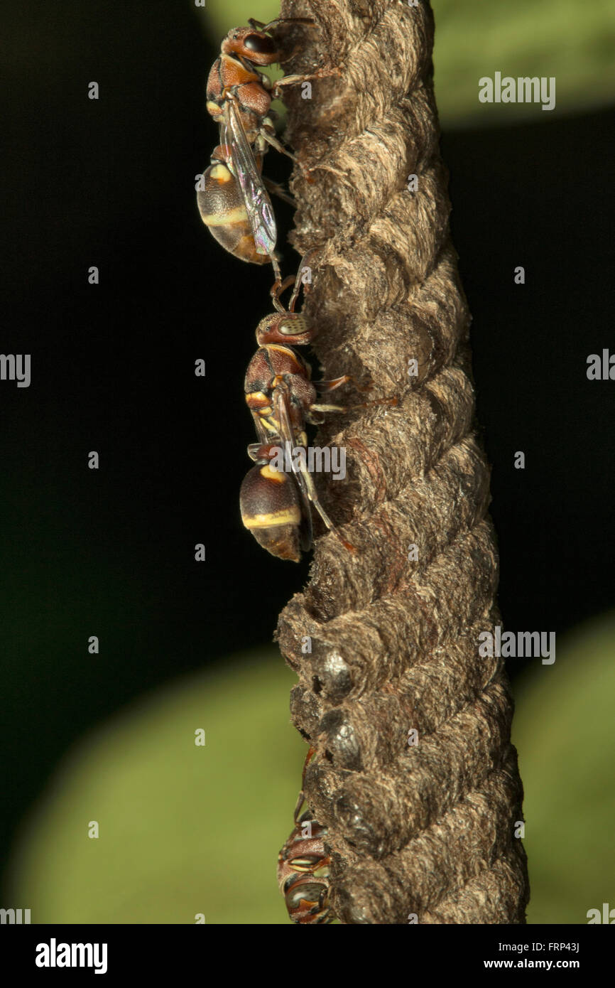 Colony polistes paper wasps hi-res stock photography and images - Alamy