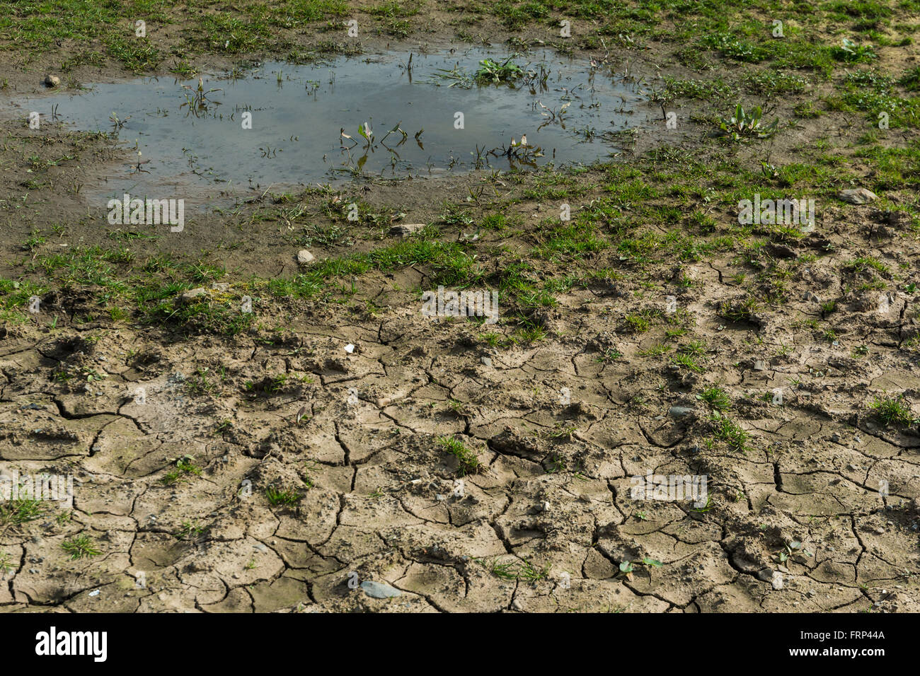 Texture of dried mud dried field hi-res stock photography and images ...