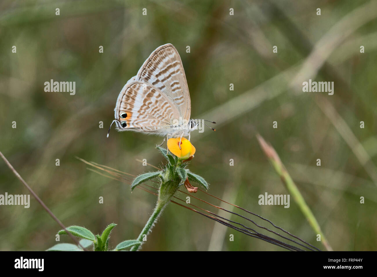 Pea blue butterfly, Lampides boeticus, Lycaenidae, Bangalore, Karnataka ...