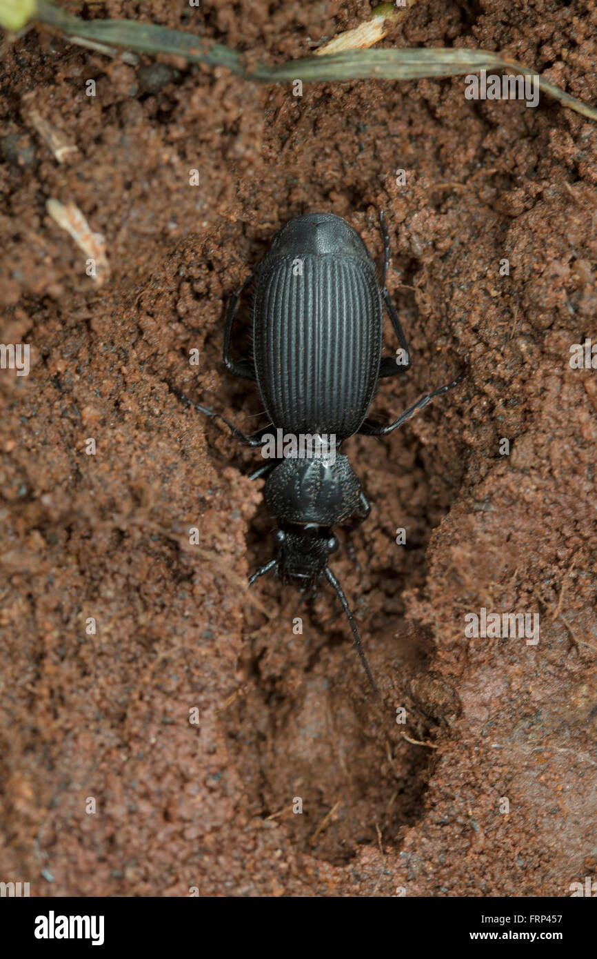 Beetle, Bangalore, Karnataka, India Stock Photo - Alamy