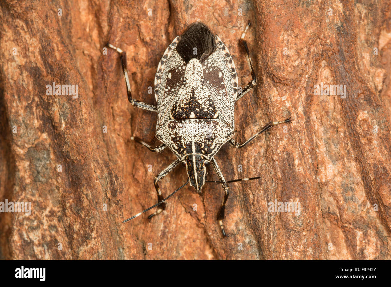 Shield bug, Bangalore, Karnataka, India Stock Photo - Alamy