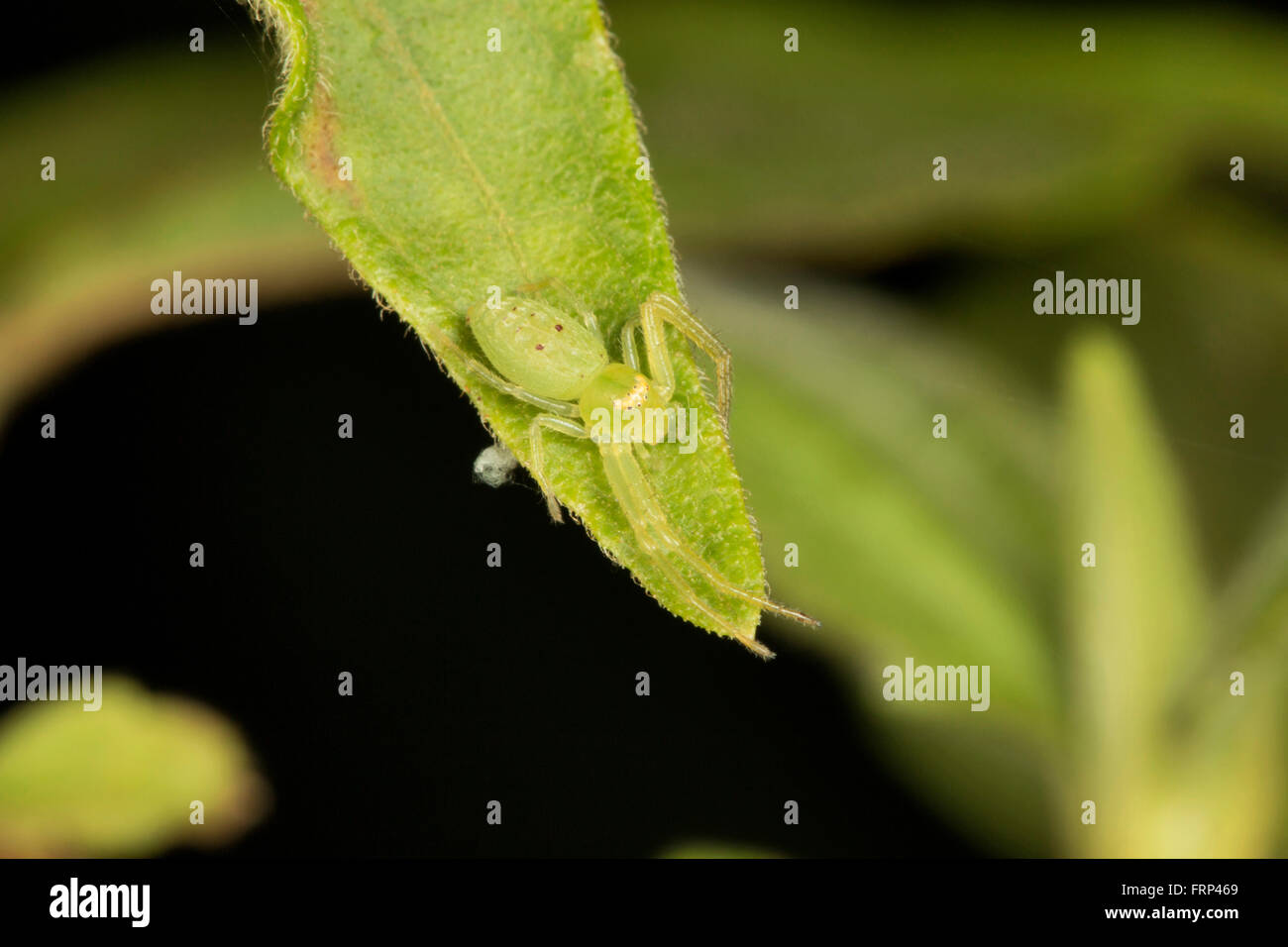 Oxytate sp hi-res stock photography and images - Alamy