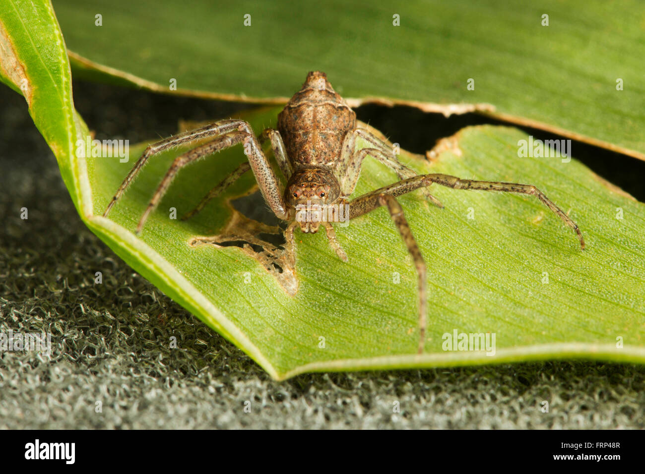 Predatory crab spider hi-res stock photography and images - Alamy