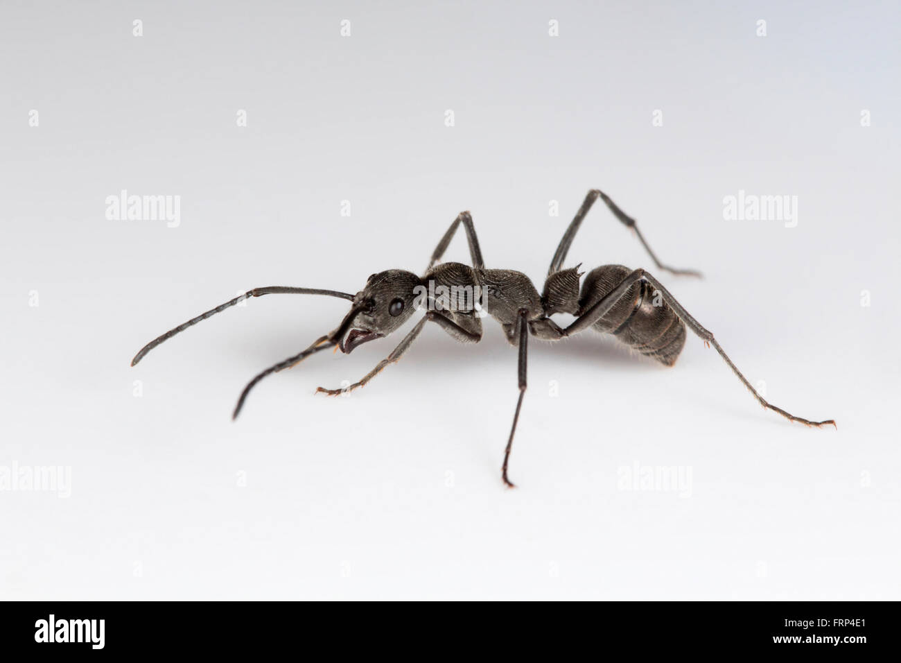 Queenless ant diacamma sp hi-res stock photography and images - Alamy