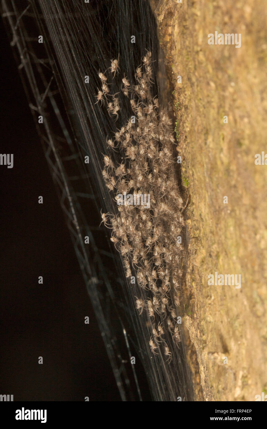 Spiderlings, Herennia sp., Nephilidae, Bangalore, Karnataka, India ...