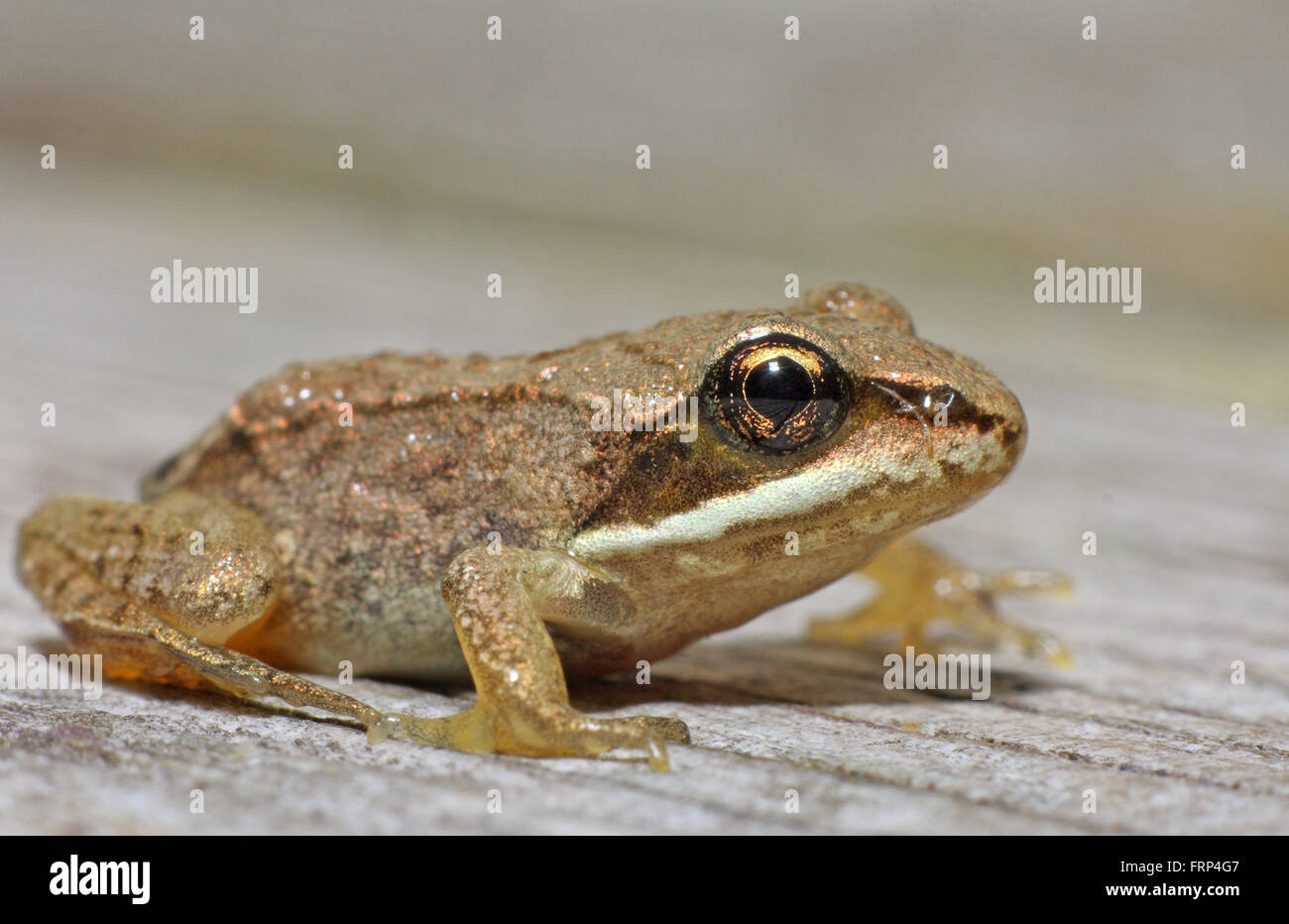 American wood frog hi-res stock photography and images - Alamy