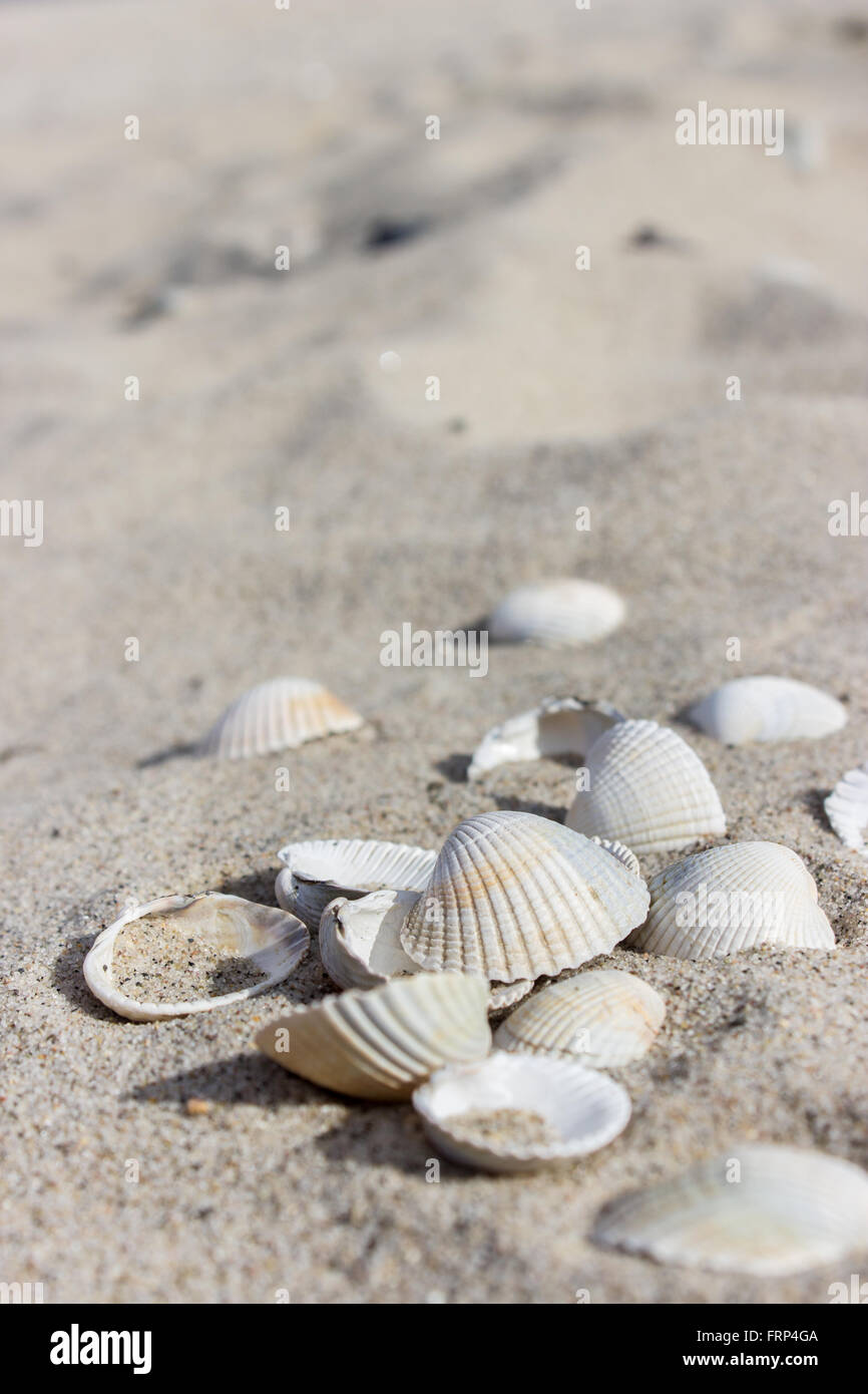 shells on the sandy beach Stock Photo - Alamy