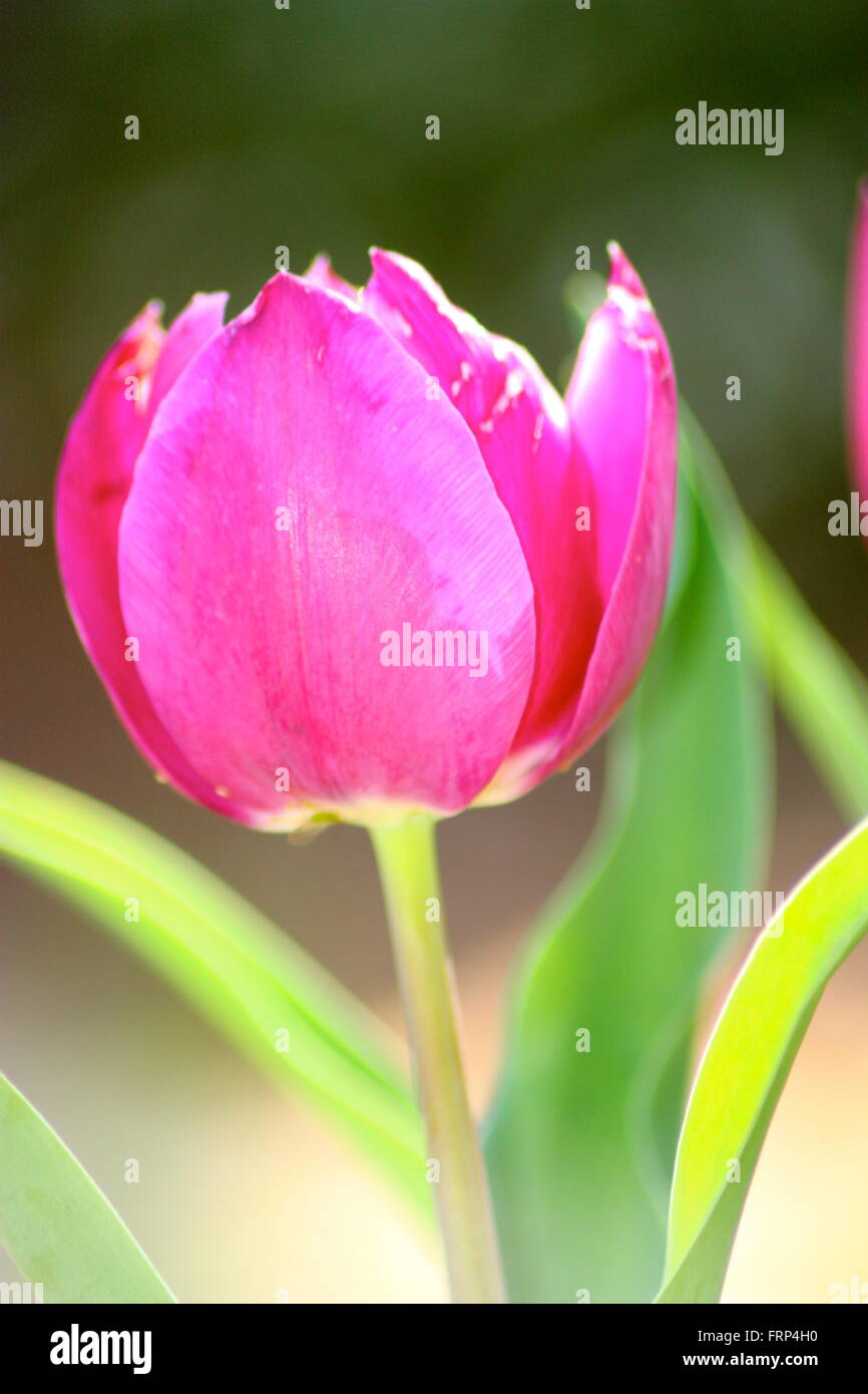 Spring Has Sprung Stock Photo - Alamy