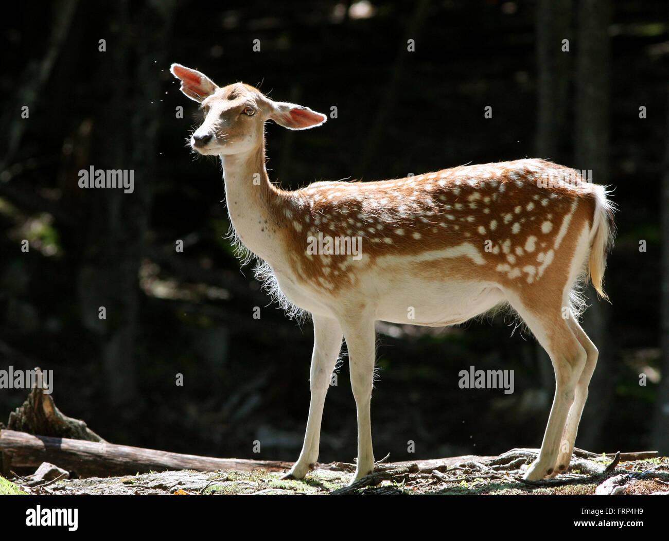 Fallow Deer (Dama dama) in spring Stock Photo - Alamy