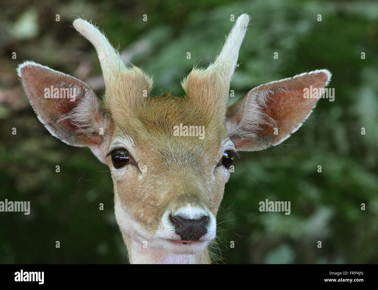 Fallow Deer (Dama dama) in spring Stock Photo - Alamy