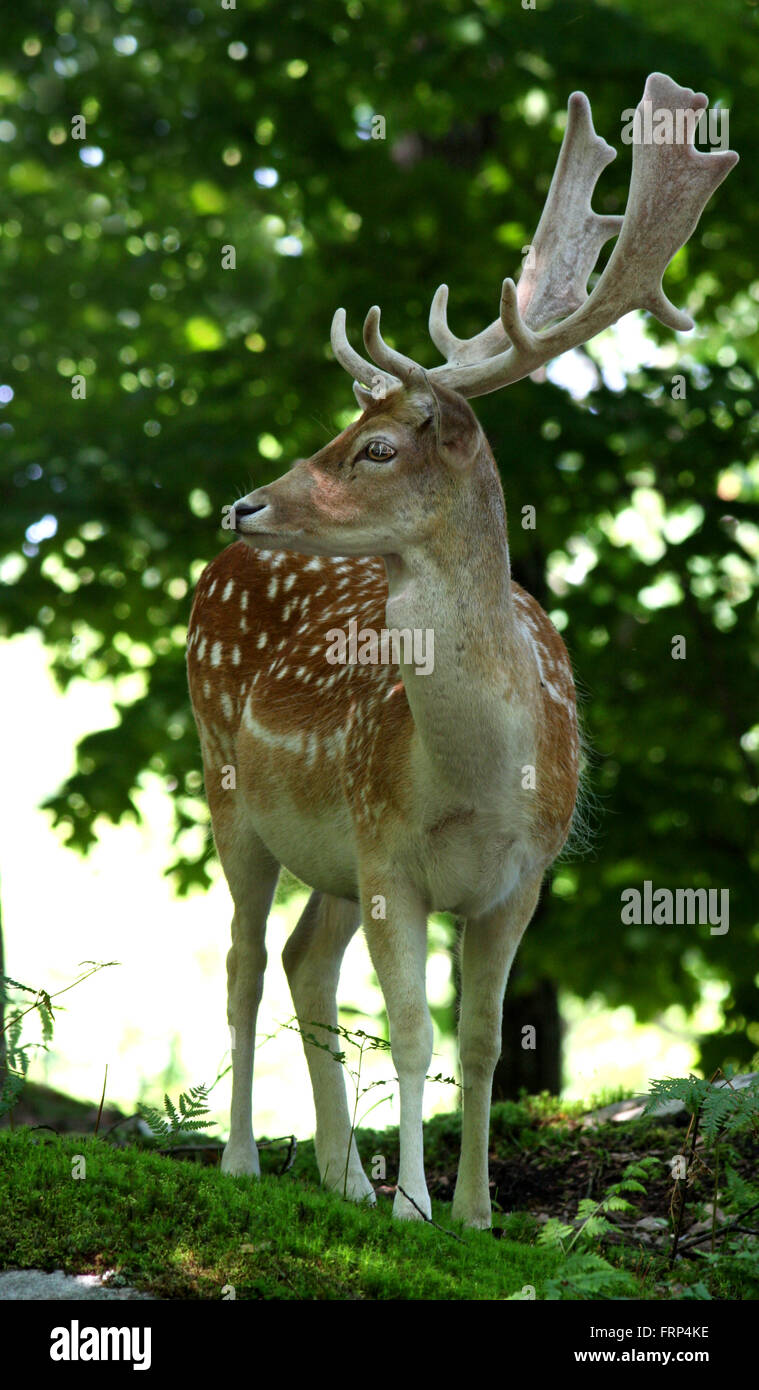 Fallow Deer (Dama dama) in spring Stock Photo - Alamy