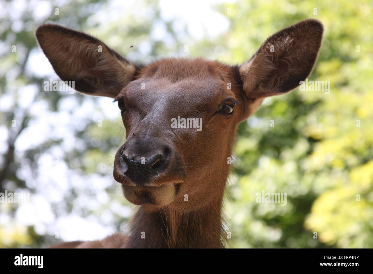Red deer stag bugling hi-res stock photography and images - Alamy