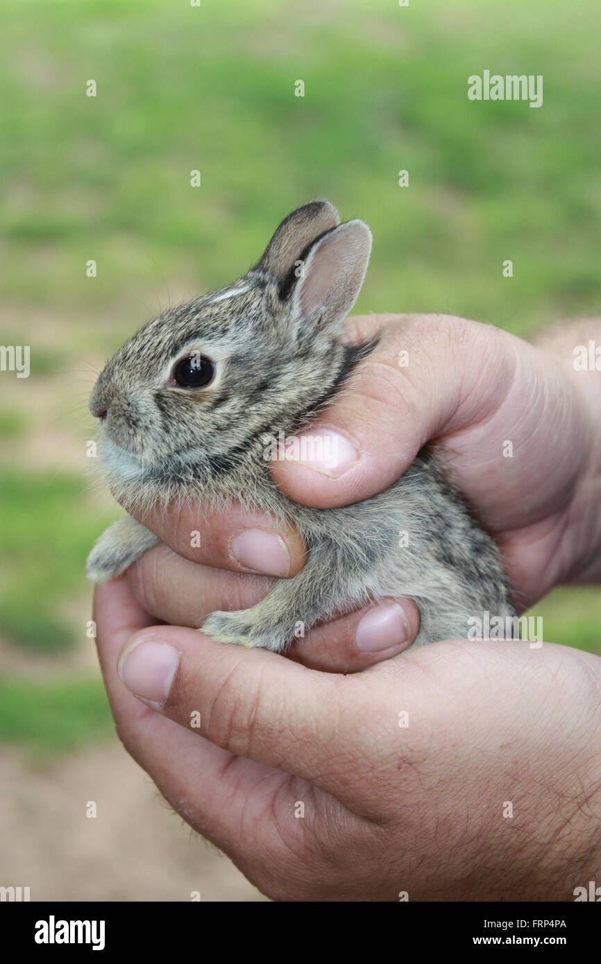 Sweet bunny hi-res stock photography and images - Alamy