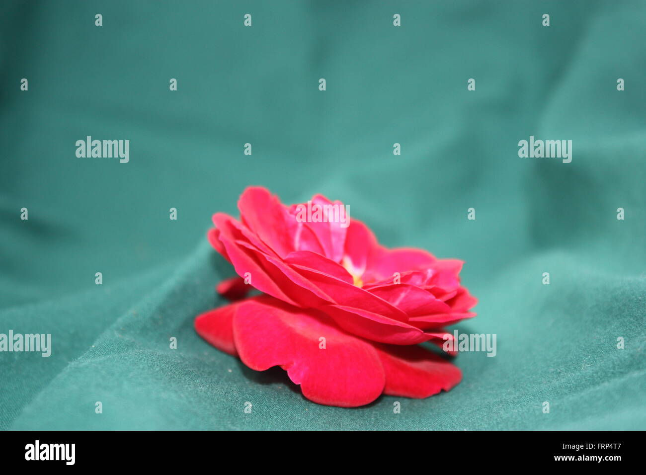 Turquoise rose hi-res stock photography and images - Alamy