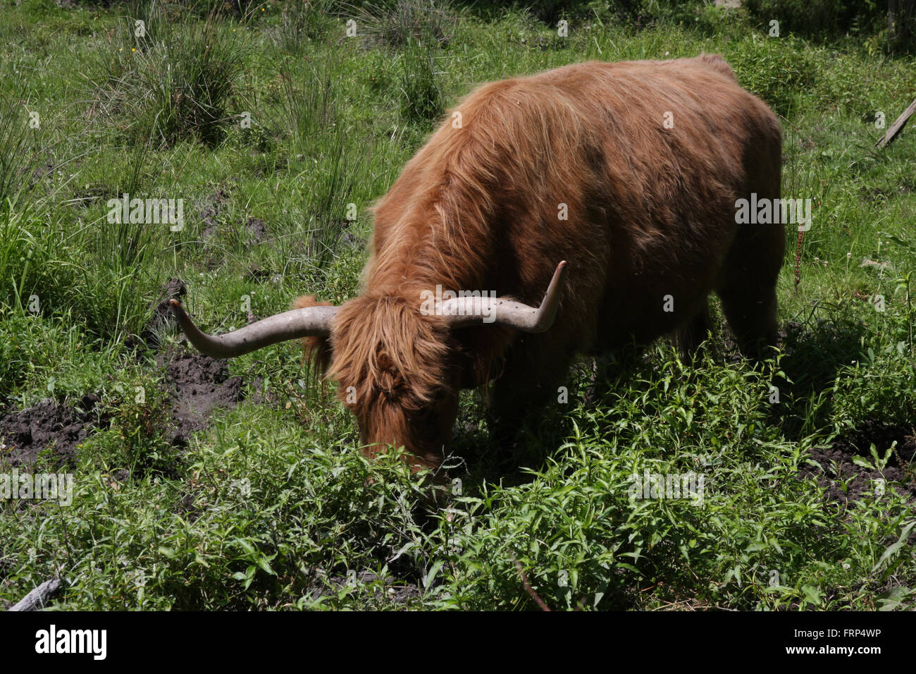 Highland cattle scottish cattle breed hi-res stock photography and ...