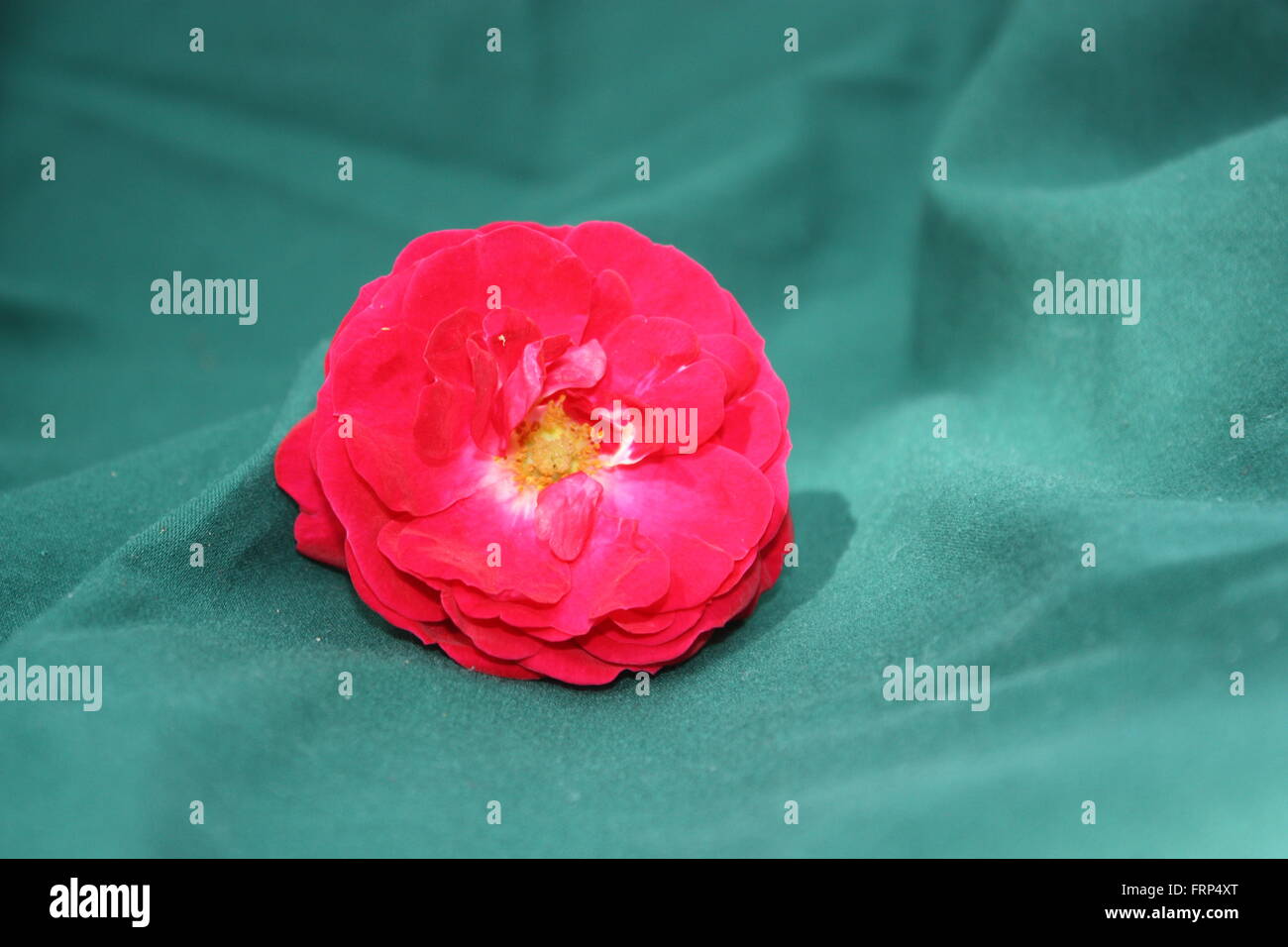 Turquoise English Rose Pattern