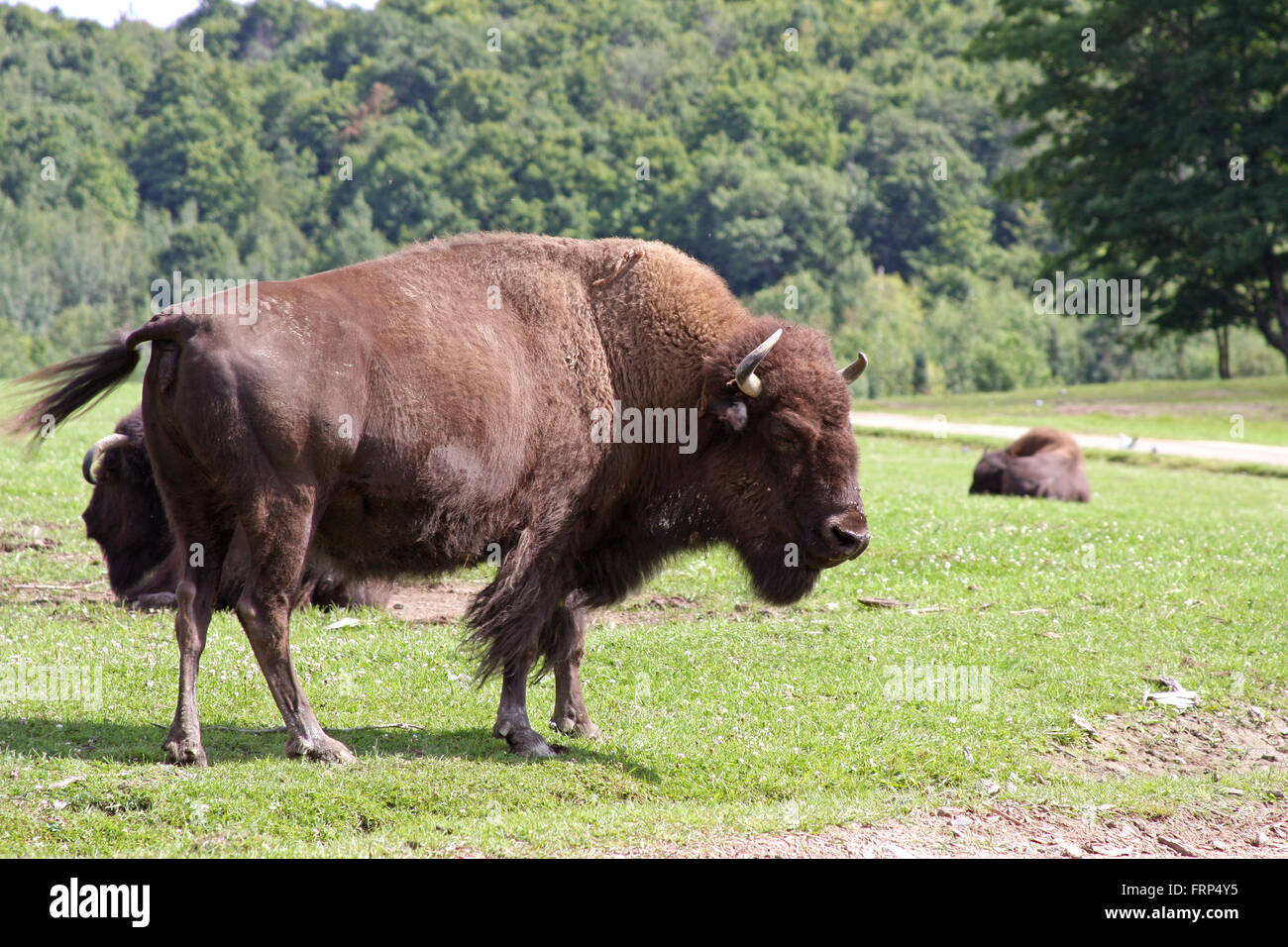 A herd of American bison's (Bison bison) in the prairies Stock Photo ...