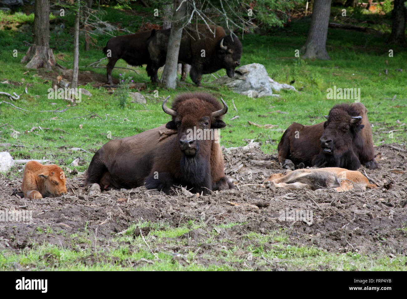 A herd of American bison's (Bison bison) in the prairies Stock Photo ...