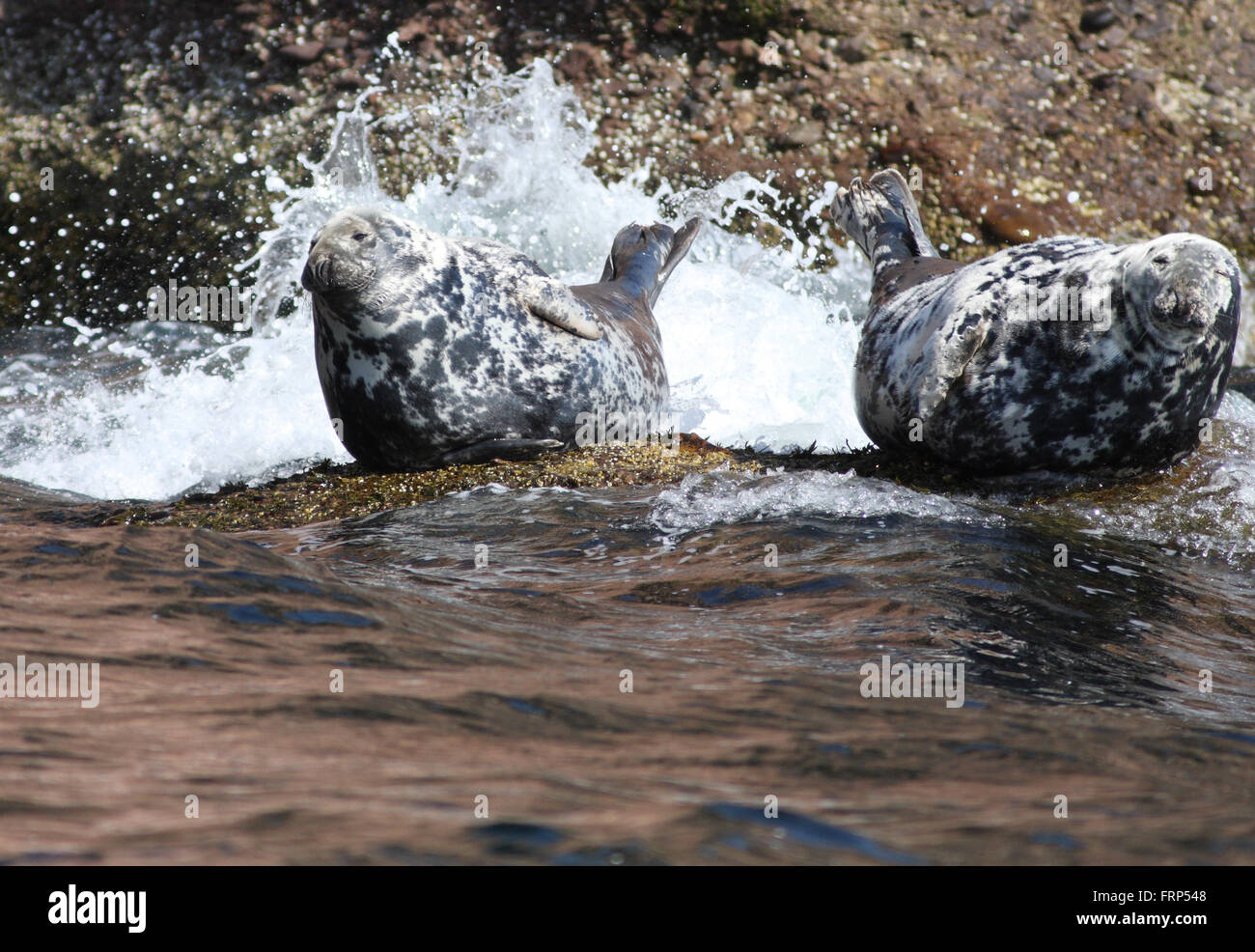 Wild Common seal portrait in Cape Cod-USA Stock Photo - Alamy