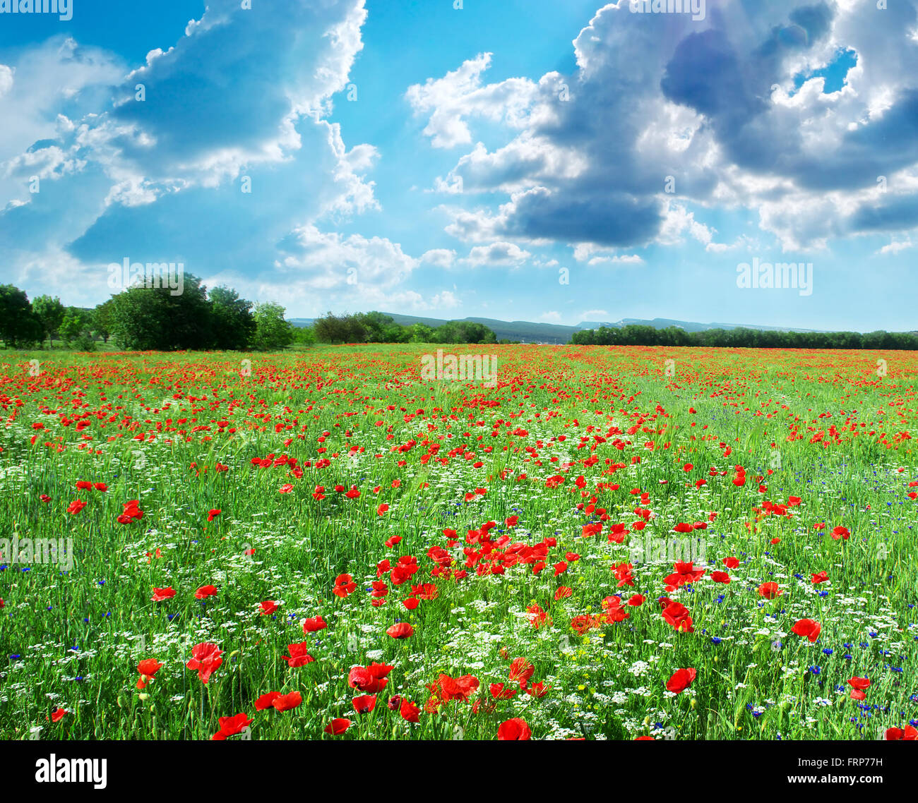Beautiful meadow. Element of design Stock Photo - Alamy