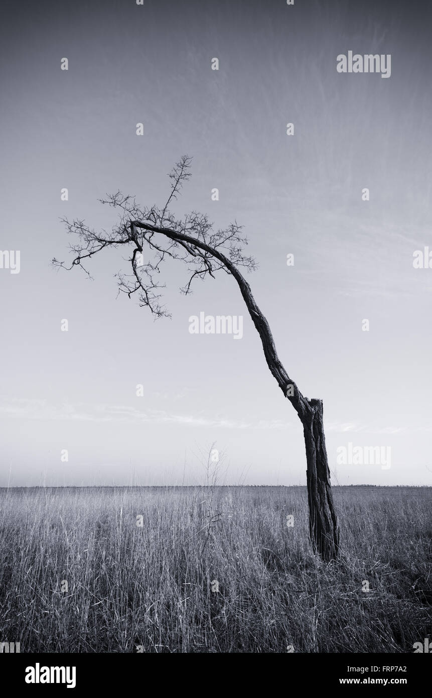 Lonely dead tree. Art nature Stock Photo - Alamy