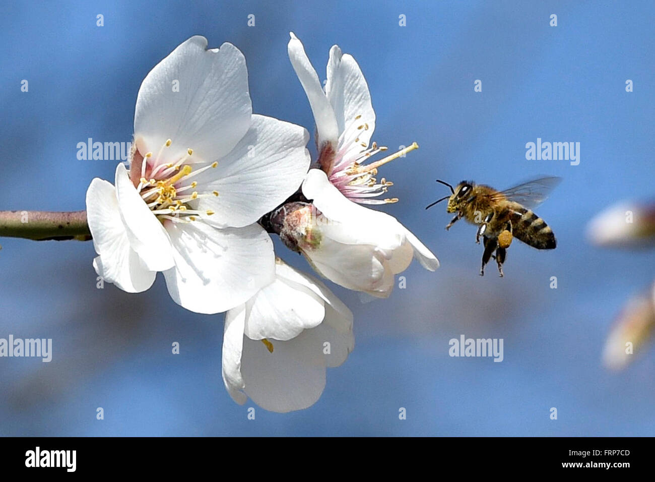spring, almond orchard, detail, flower, bee Stock Photo - Alamy