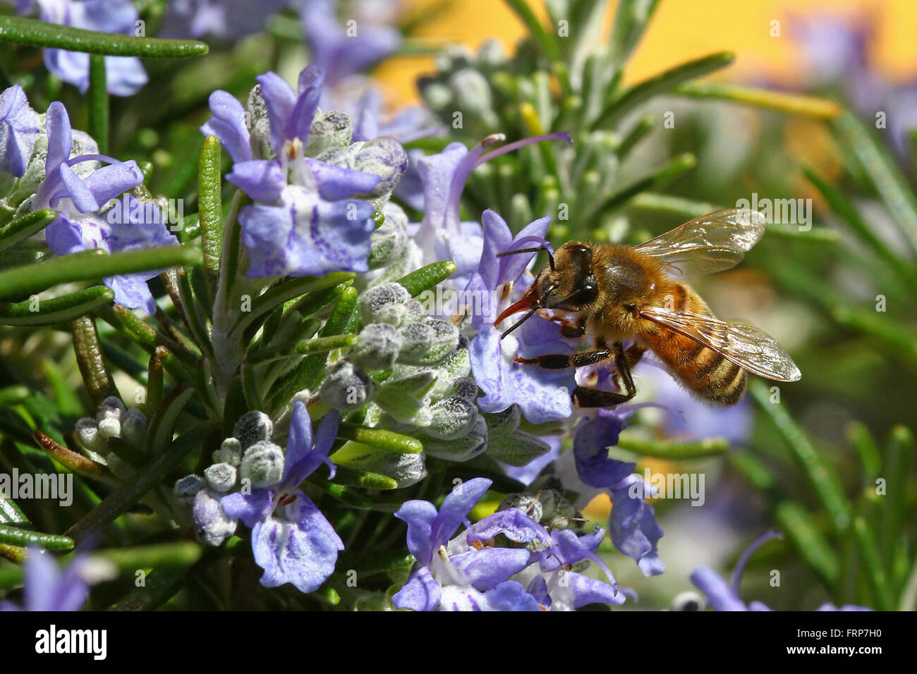 Honeybee pollinating rosemary flowers hi-res stock photography and ...