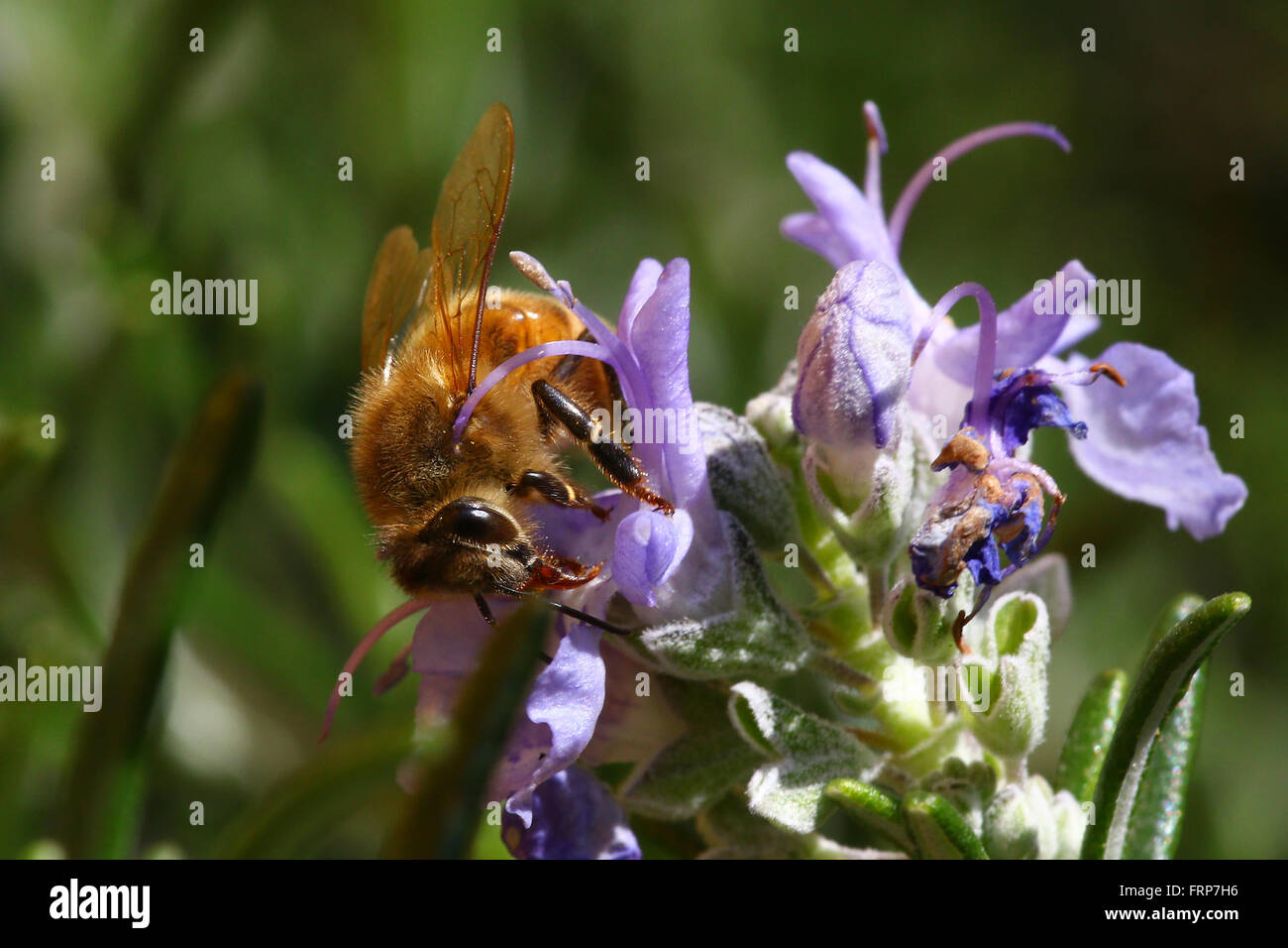 Honeybee pollinating rosemary flowers hi-res stock photography and ...