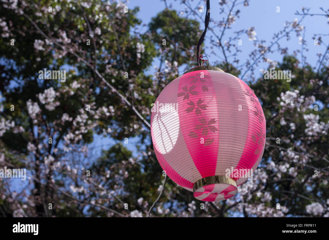 Decorative paper lantern with Cherry Blossom design during cherry ...