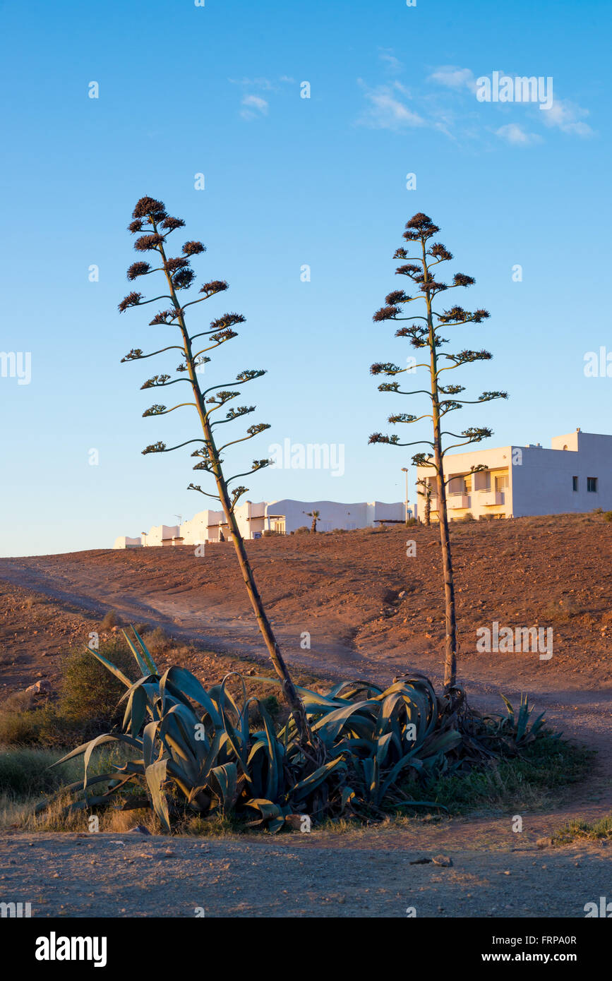 Desert landscape at Cabo de Gata, Almeria, Spain Stock Photo - Alamy